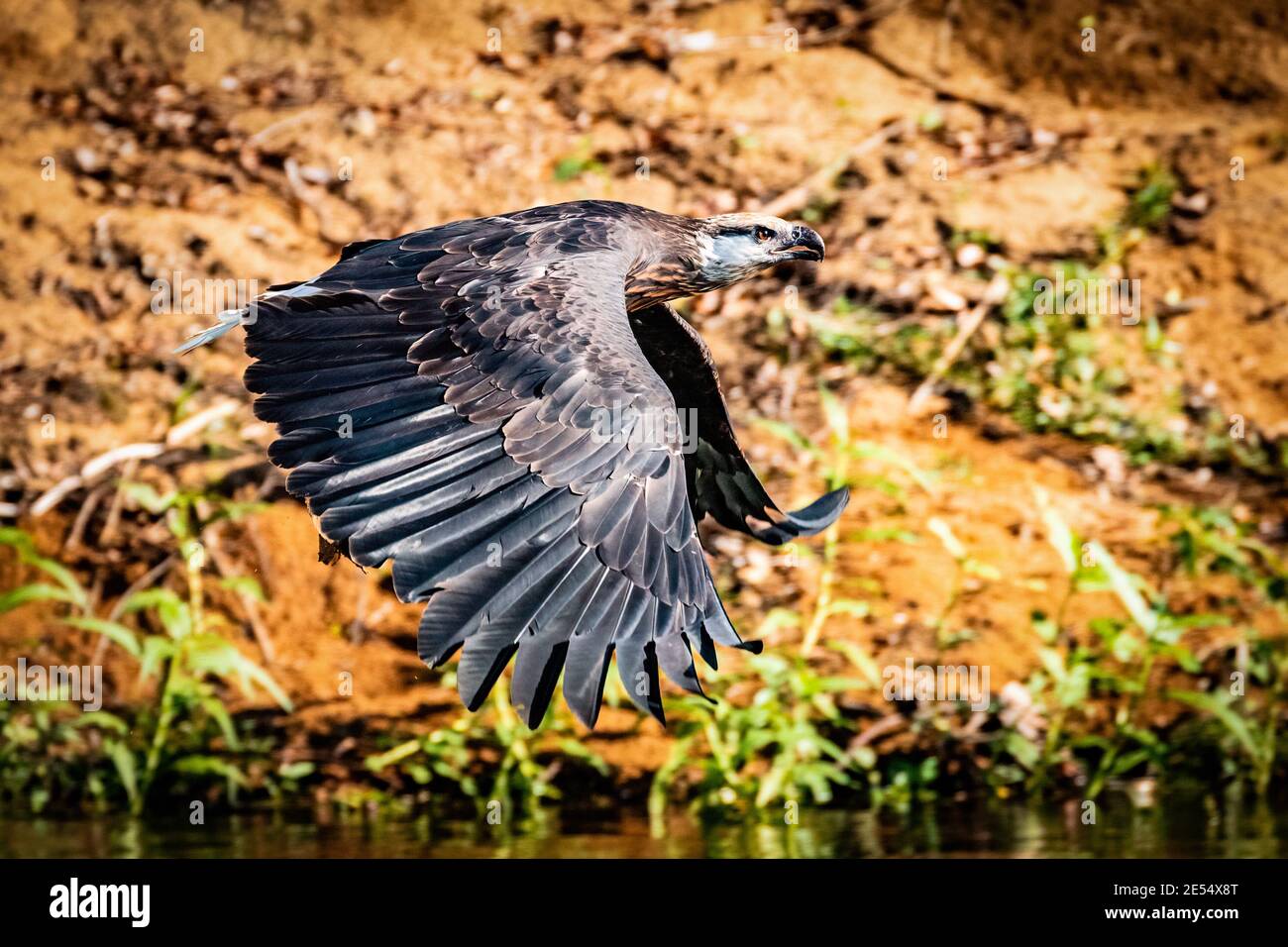Flying Madagascar fish eagle Stock Photo - Alamy