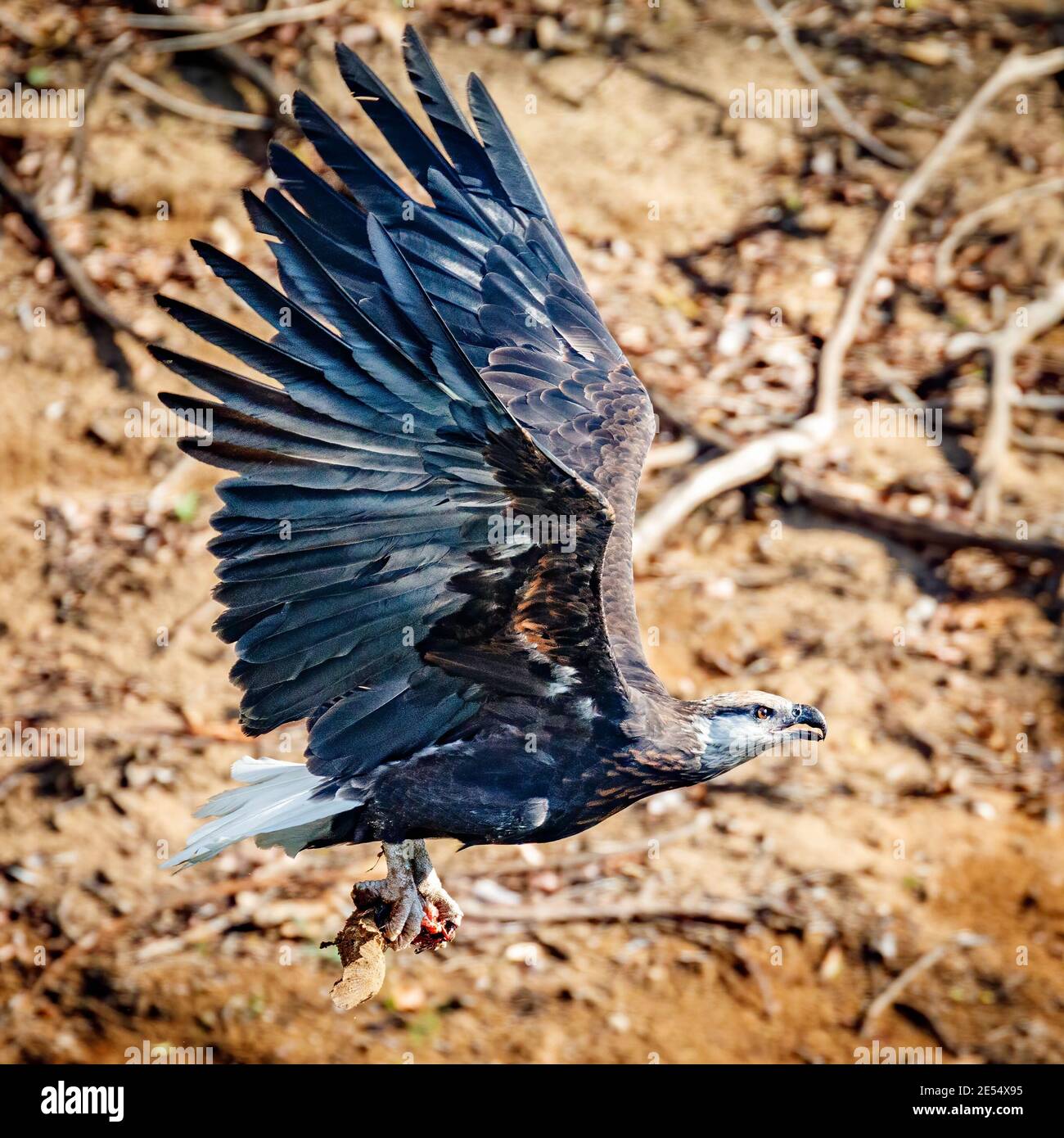 Madagascar fish eagle in flight Stock Photo - Alamy