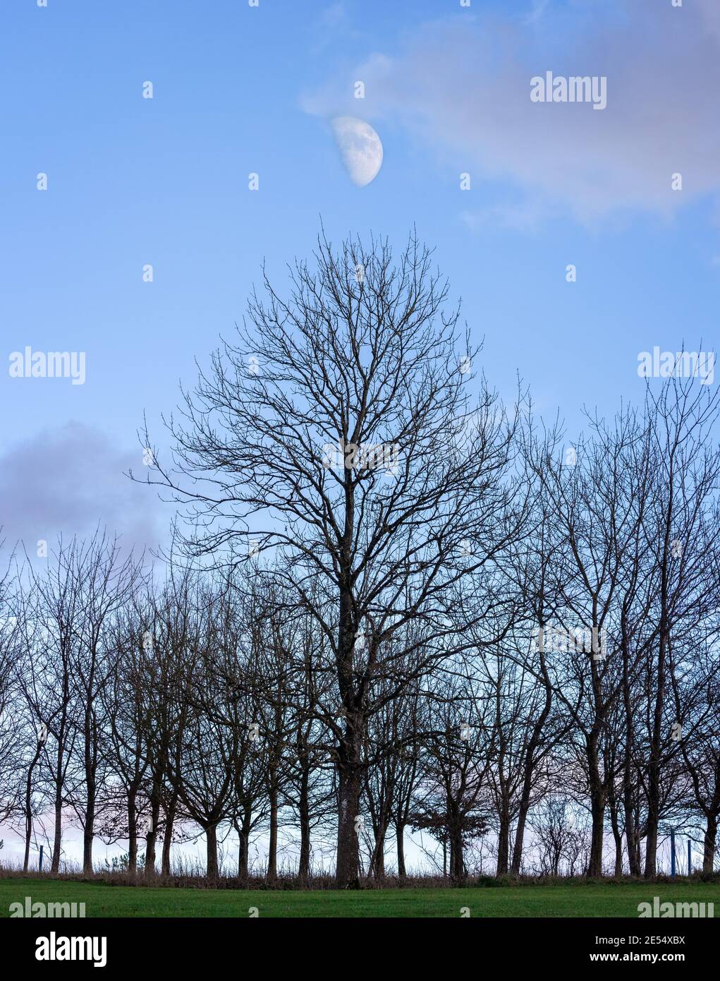 Wilst hi-res stock photography and images - Alamy