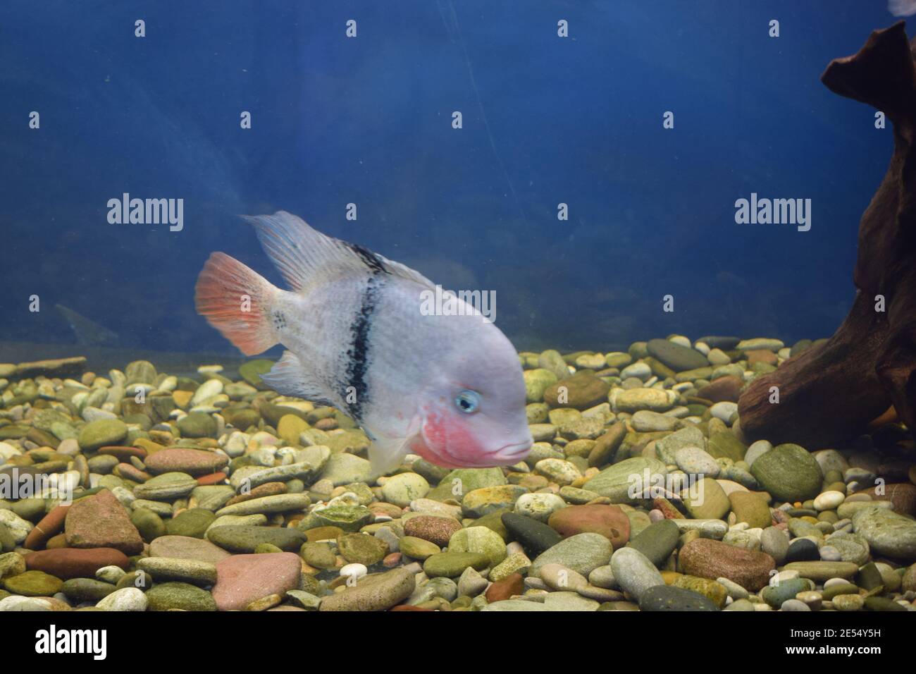 Vieja maculicauda (Blackbelt Cichlid). Interesting aquarium fish ...