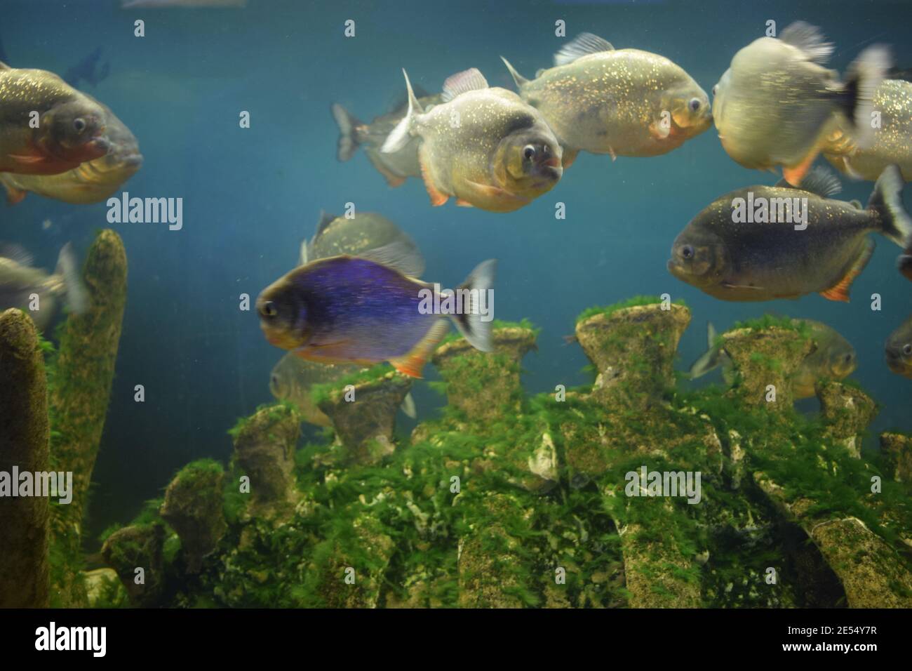 The Red piranha (Red-bellied piranha) in freshwater aquarium ...