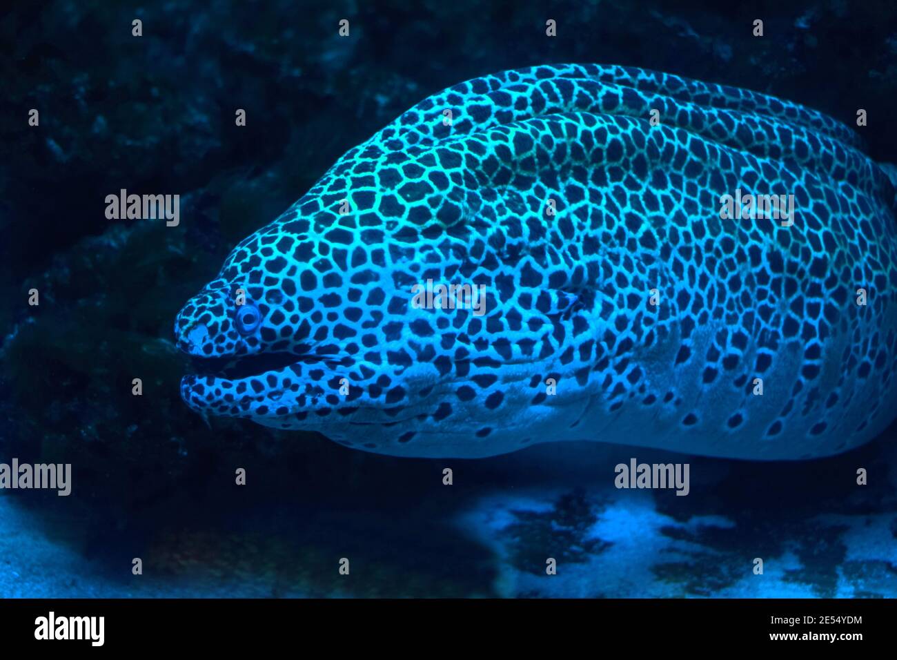 Muraena miliaris hi-res stock photography and images - Alamy