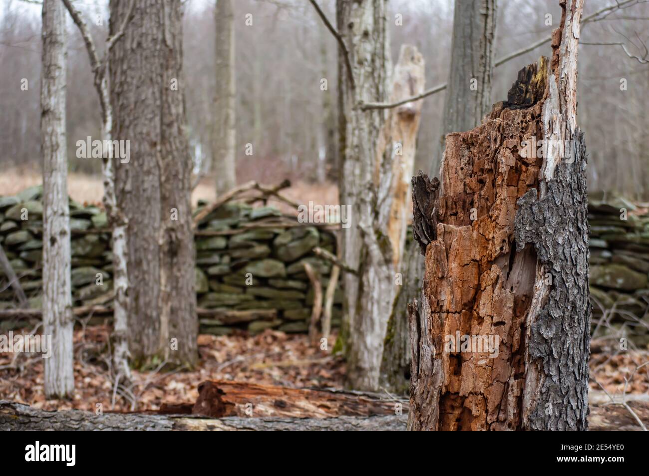 Close up of the details of a broken stump of a fallen tree, with ...