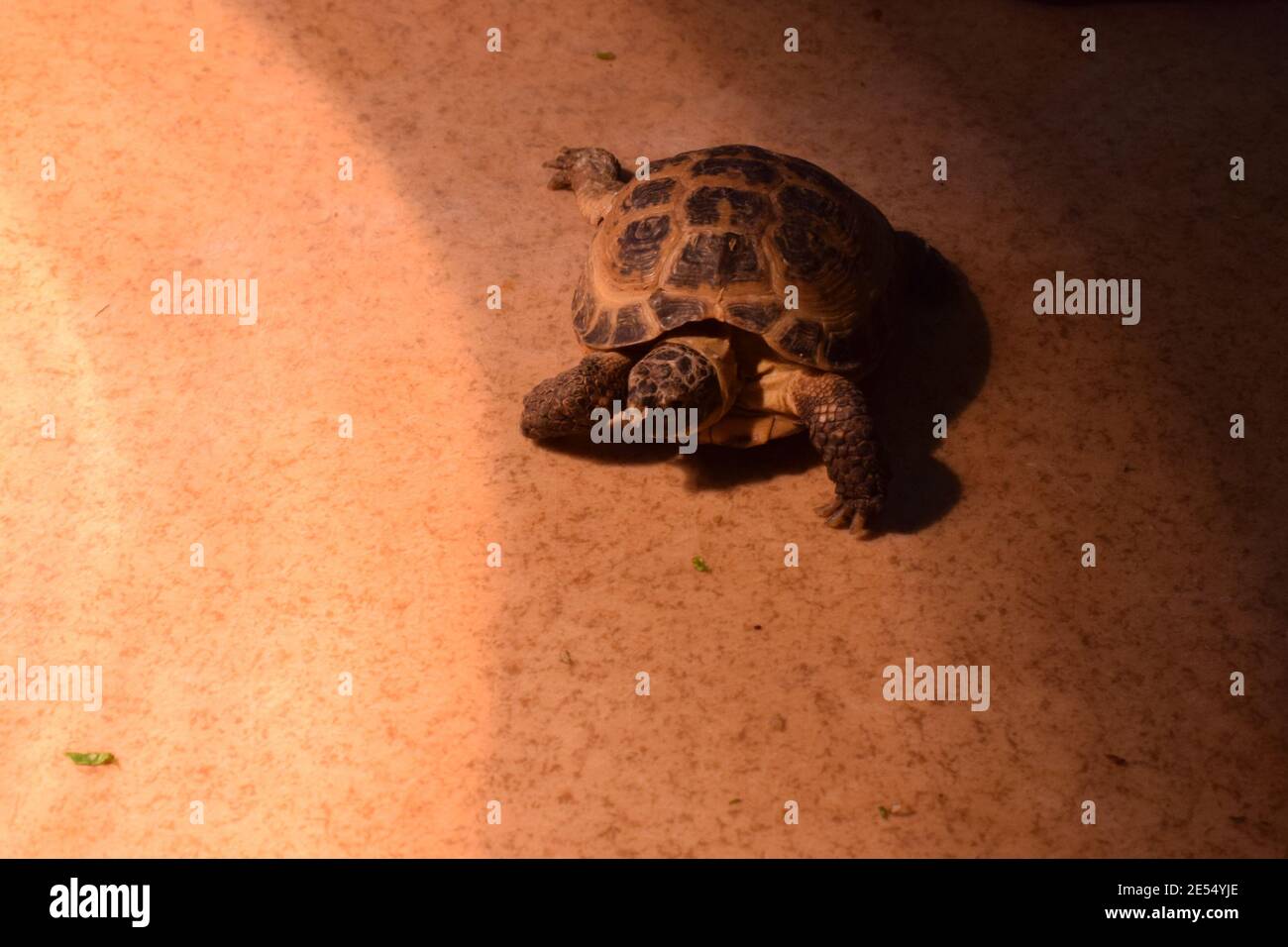 A small African spurred tortoise looks like it is smiling as it crawls ...