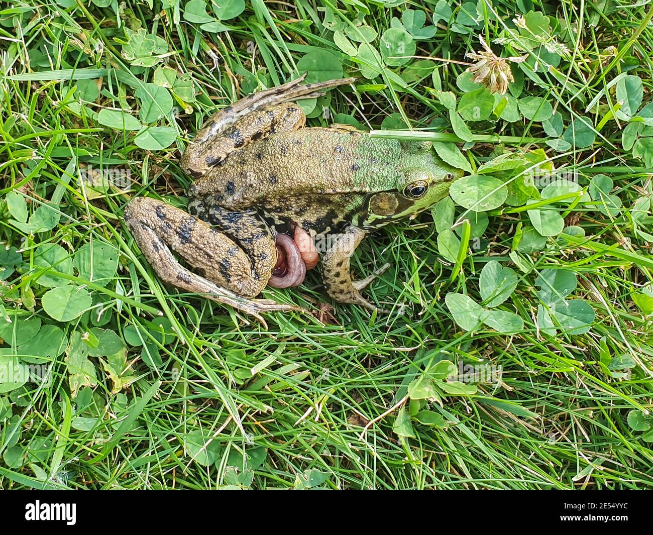 Animal guts out hi-res stock photography and images - Alamy