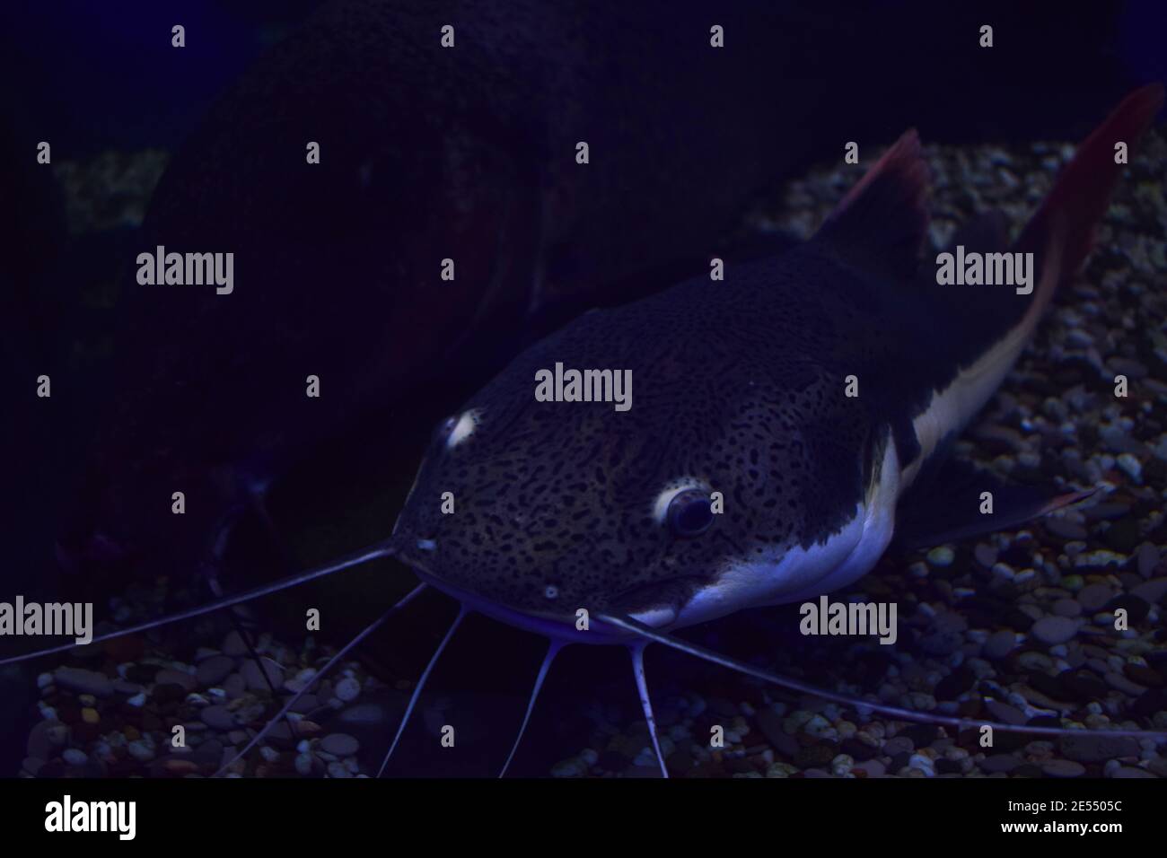 Channel catfish hi-res stock photography and images - Alamy
