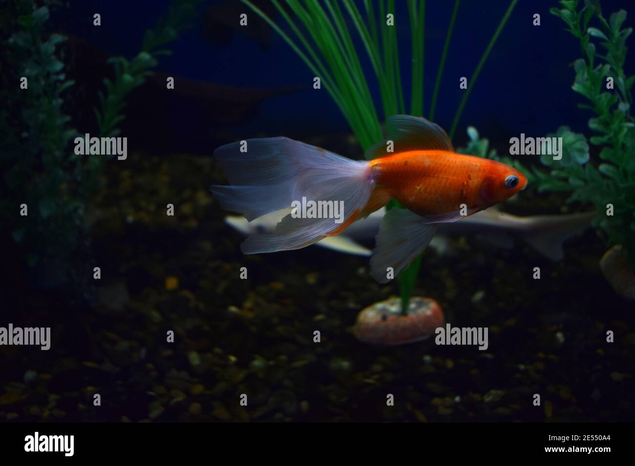 The goldfish on Chinese a sign brings a prosperity and good luck ...