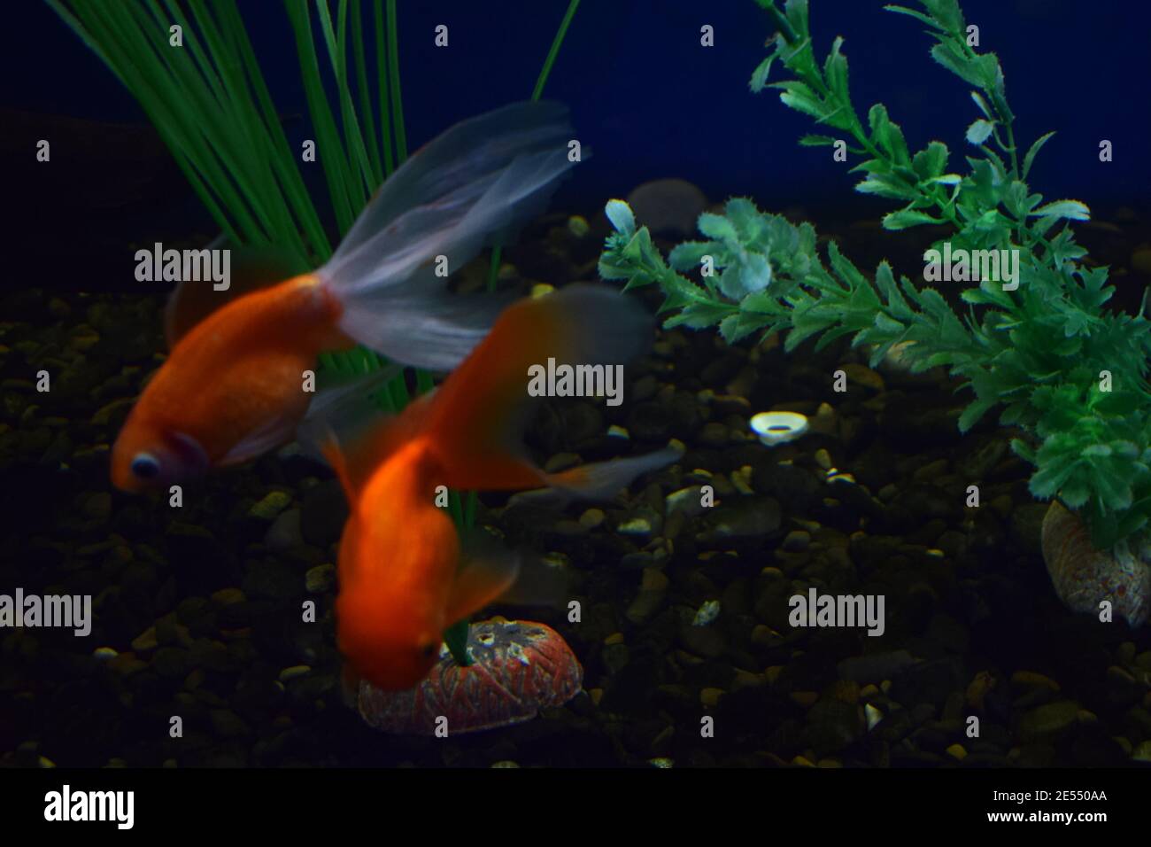 The goldfish on Chinese a sign brings a prosperity and good luck ...