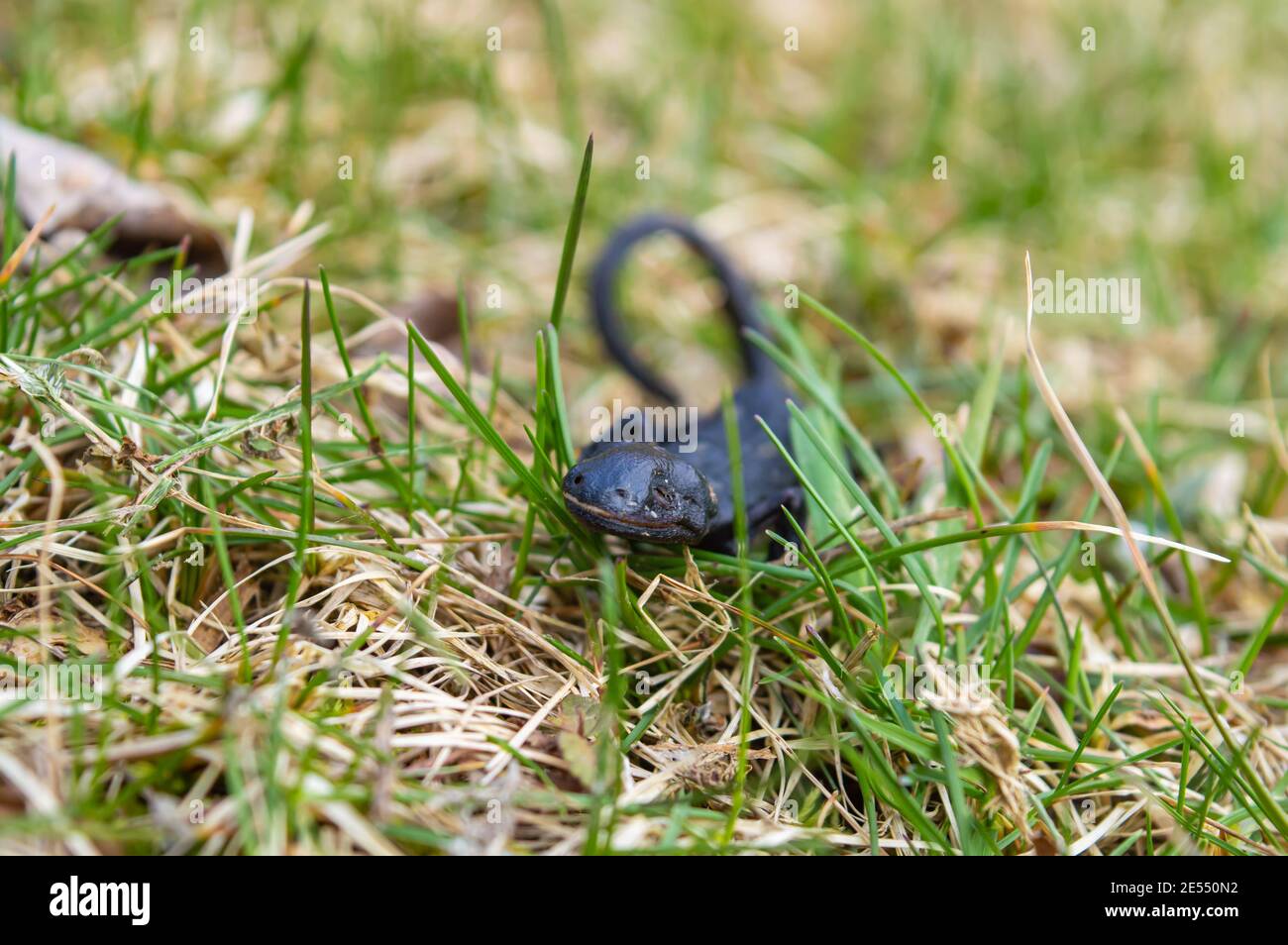 Close up shot of a dead dark brown or black salamander dried up in a ...