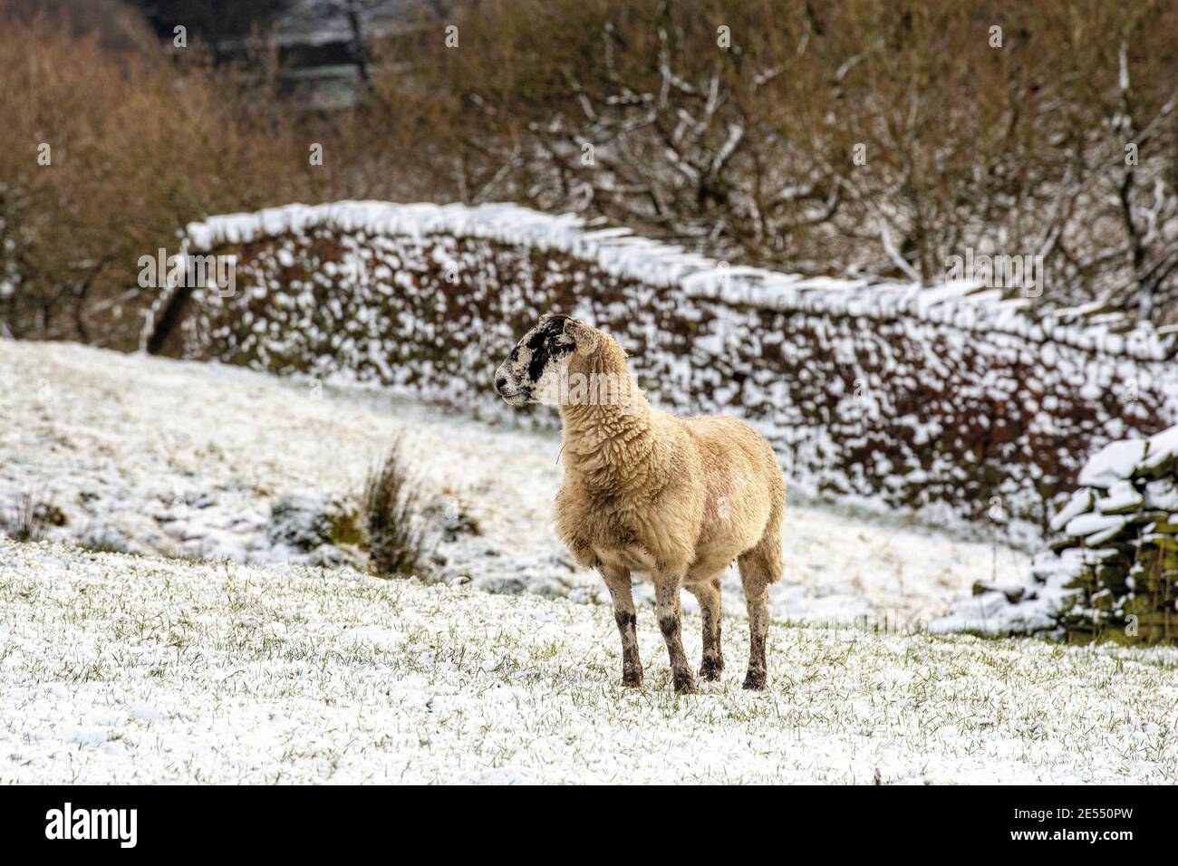 Hardy sheep in the freezing snow covered land on Rivington moorland ...