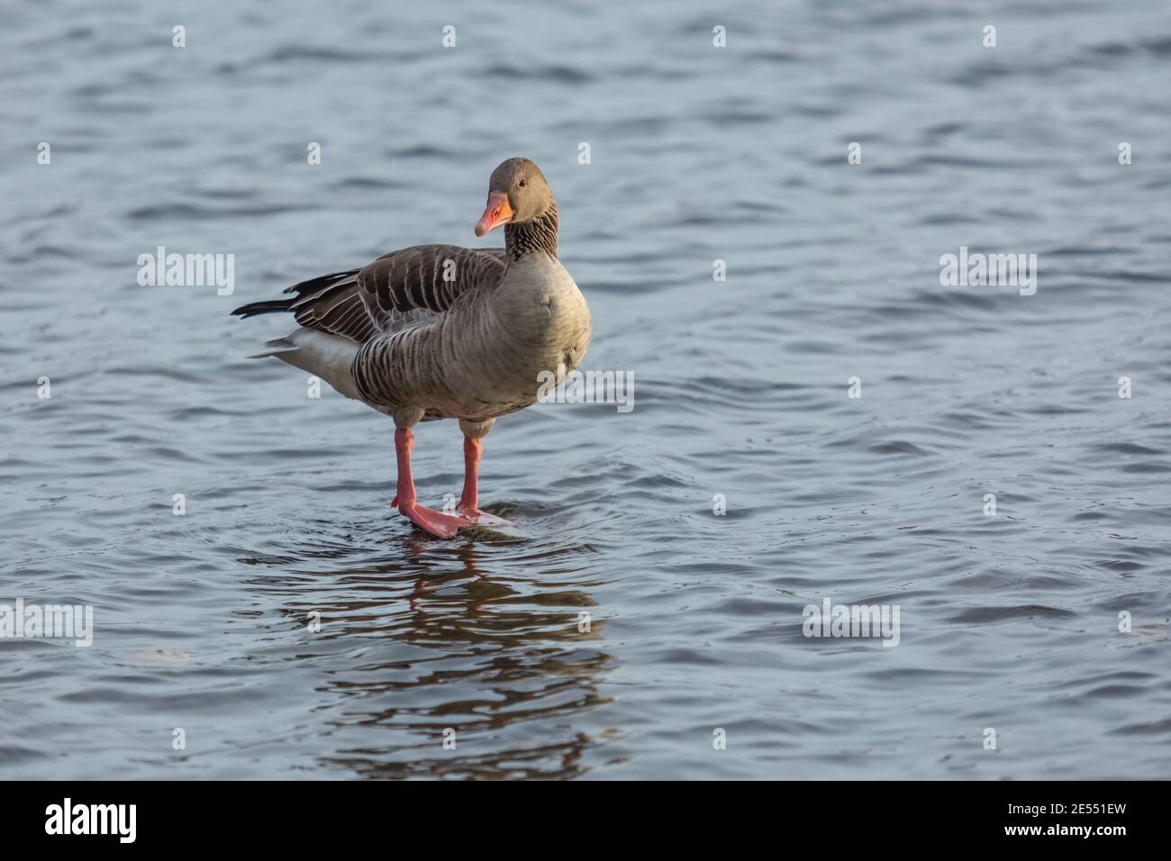 The greylag goose with orange beak and legs standing in blue water ...