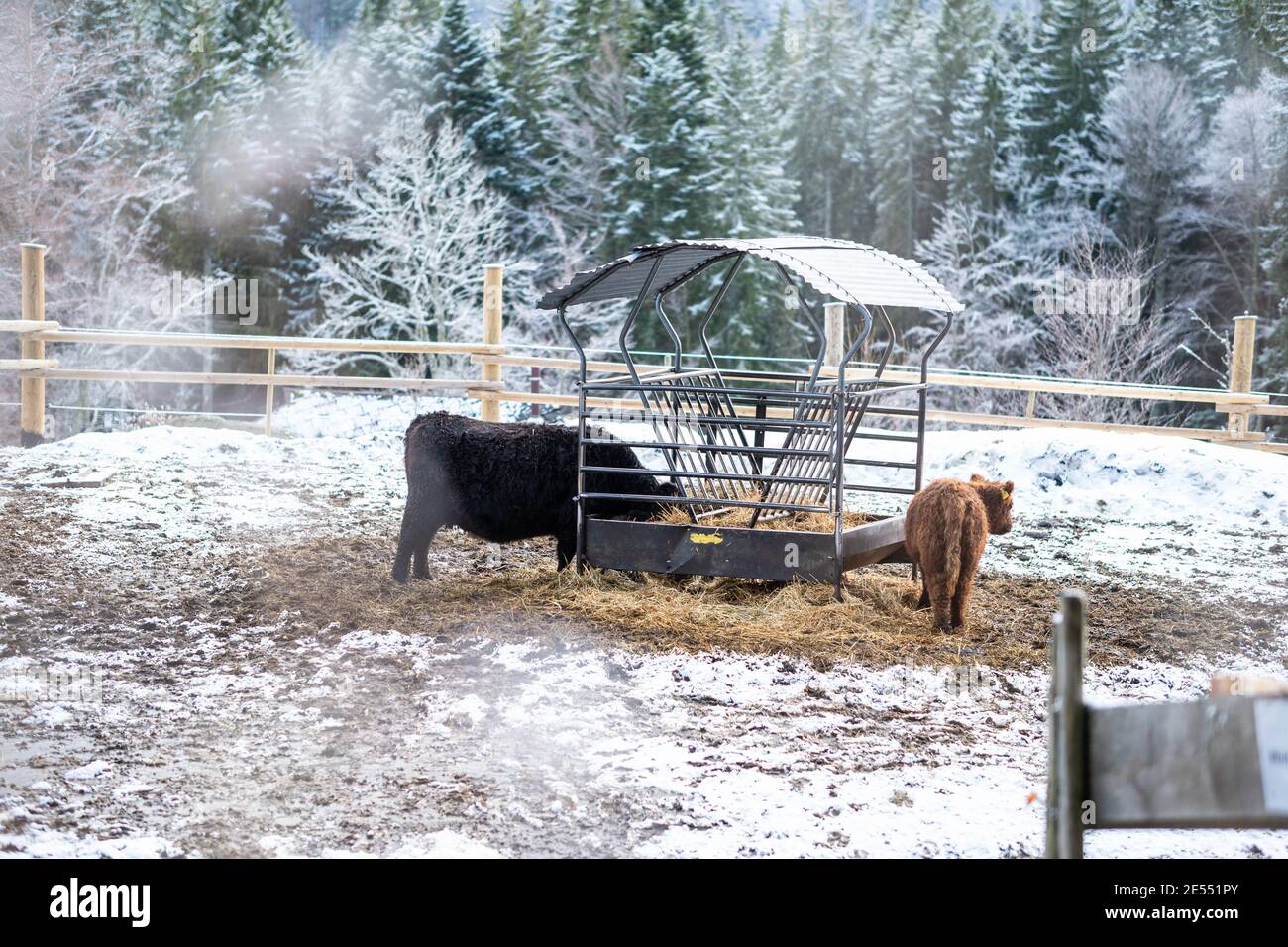 Cattle feeding station hi-res stock photography and images - Alamy