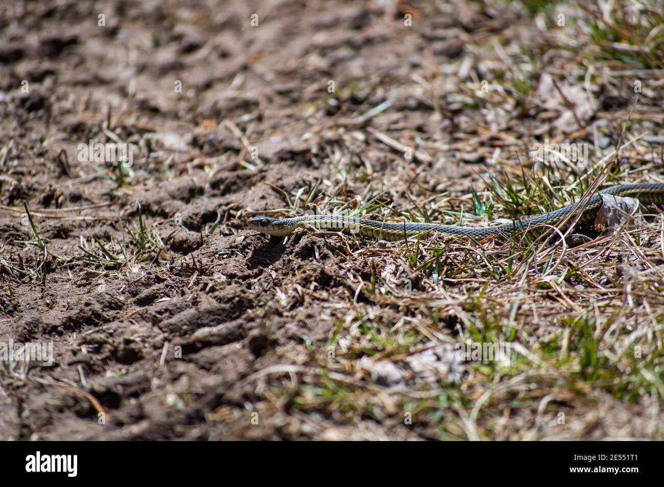 The first black viper hi-res stock photography and images - Alamy