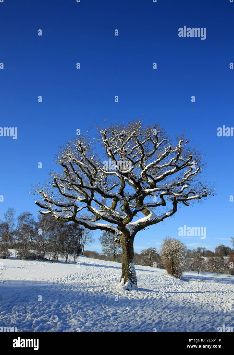 Snow covered tree in the uk countryside Stock Photo - Alamy