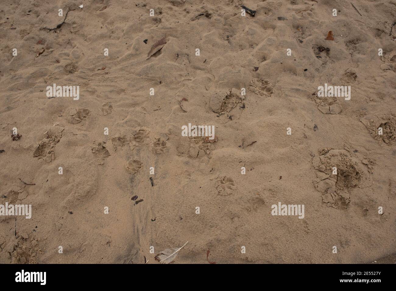 Abstract tracks through sand on a beach Stock Photo - Alamy