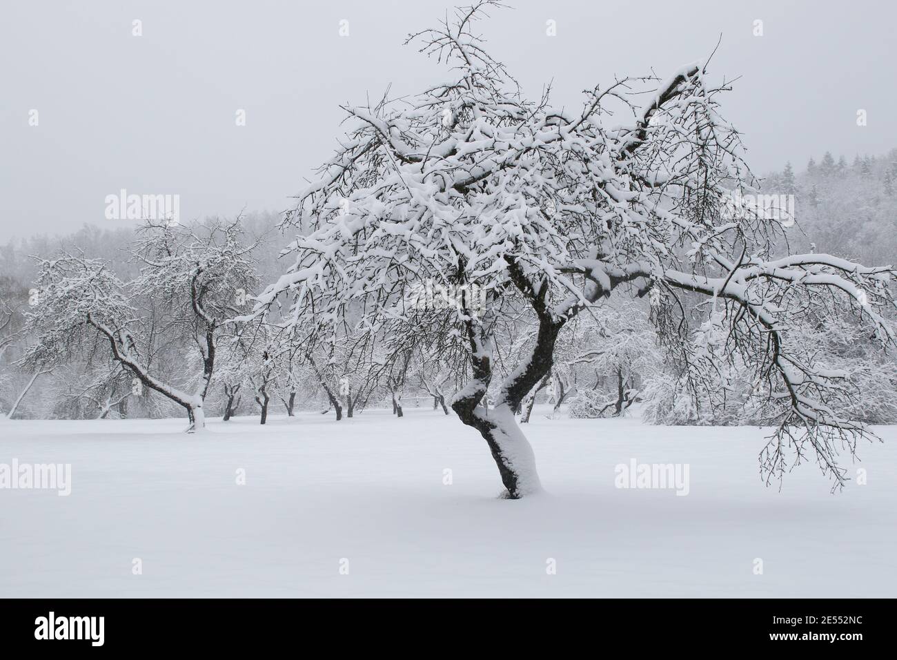 Old apple trees hi-res stock photography and images - Alamy