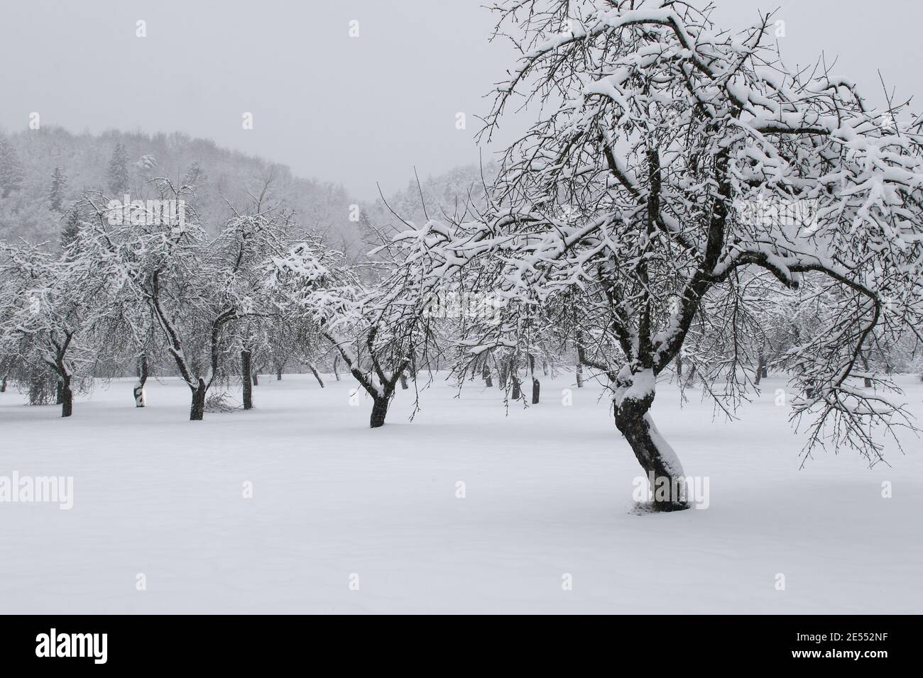 Old apple trees hi-res stock photography and images - Alamy