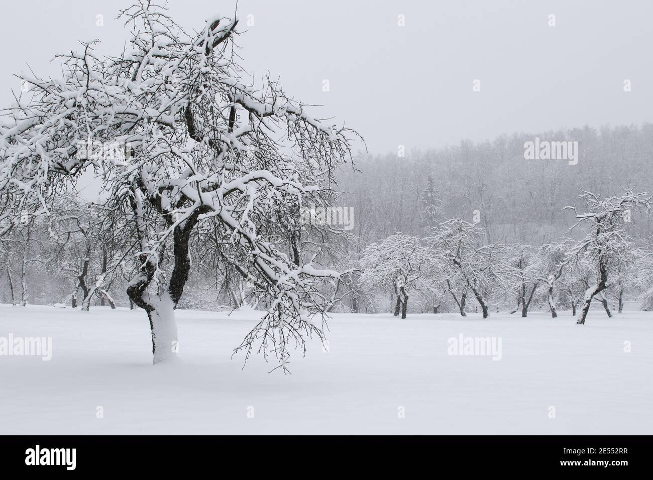 Old apple trees hi-res stock photography and images - Alamy