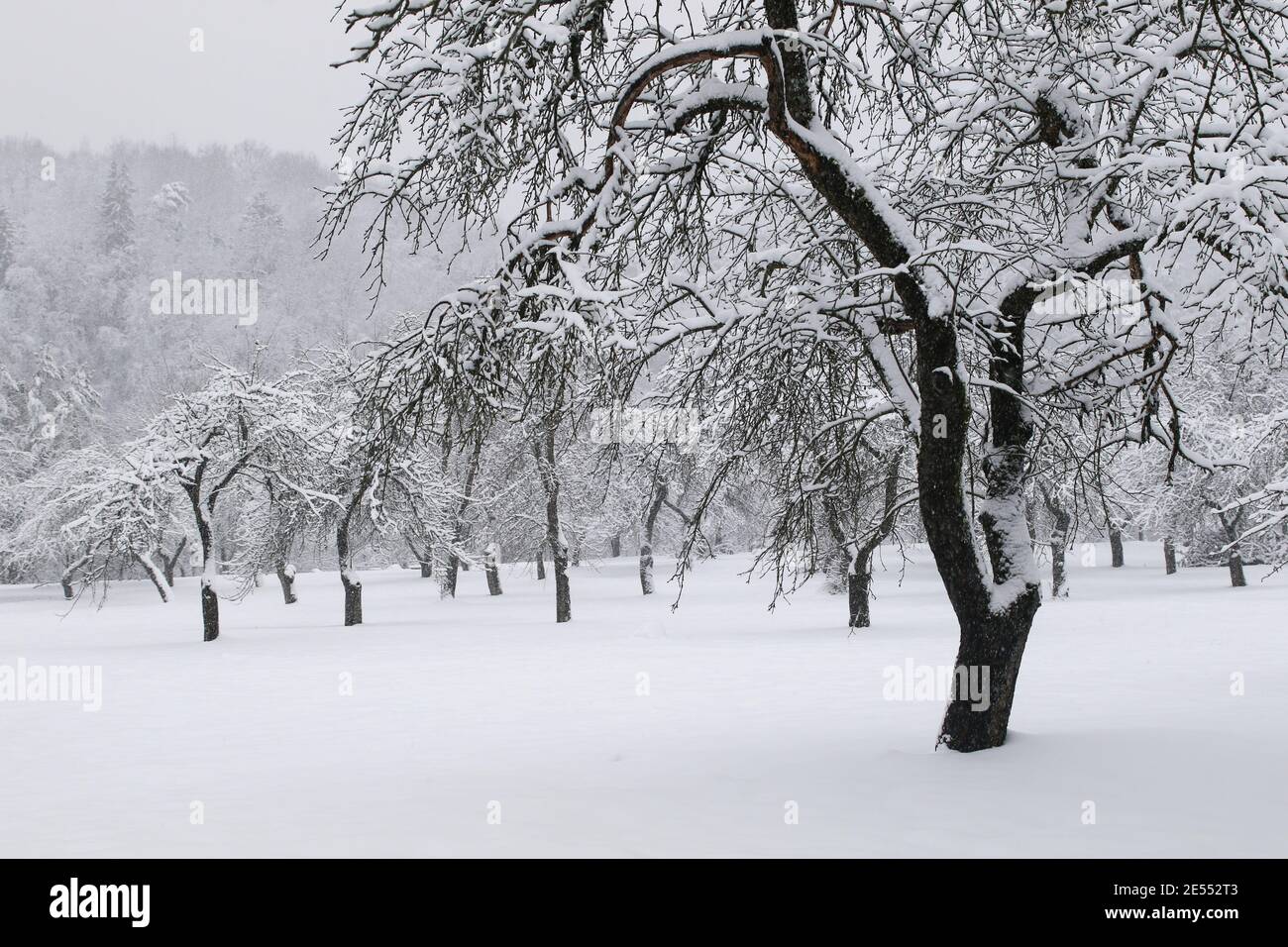 Old apple trees hi-res stock photography and images - Alamy