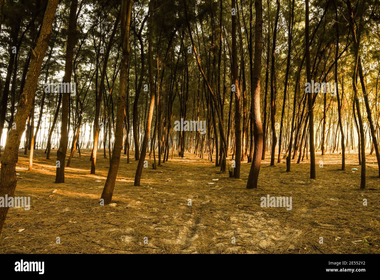 The line of trees standing strong on a lonely beach Stock Photo - Alamy