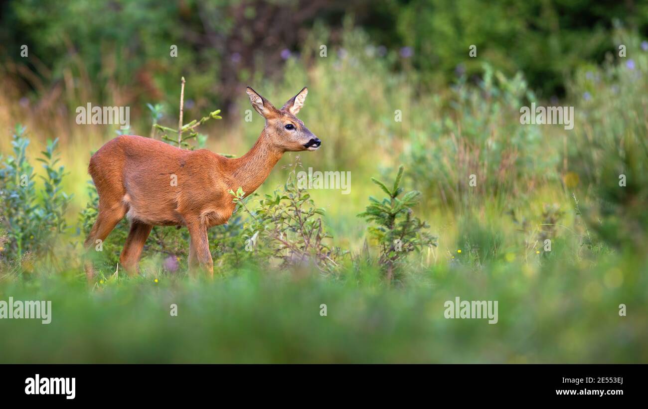 Sneaking hi-res stock photography and images - Alamy