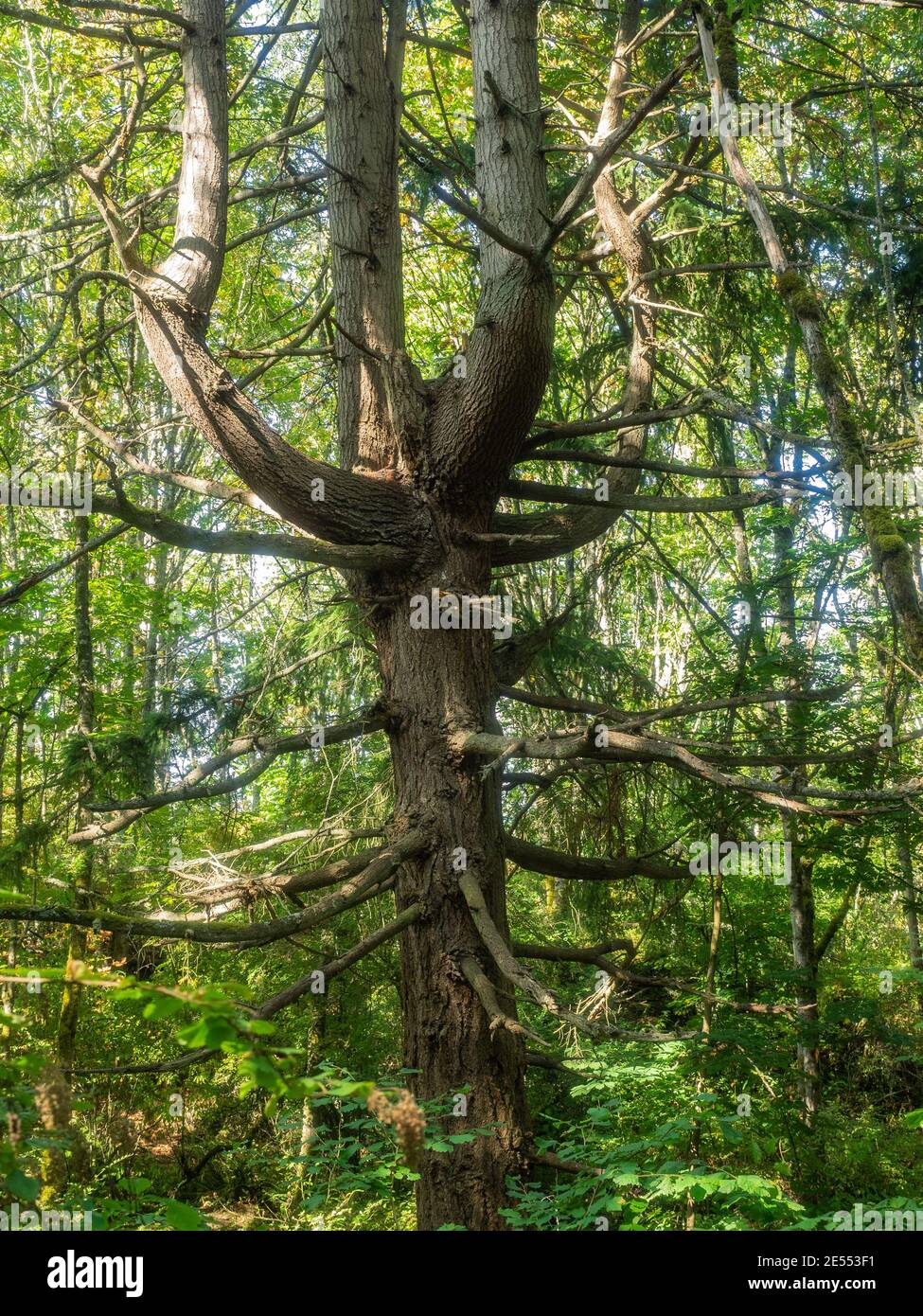 Sehome Hill Arboretum is an 180-acre (73-hectare) park of second growth ...