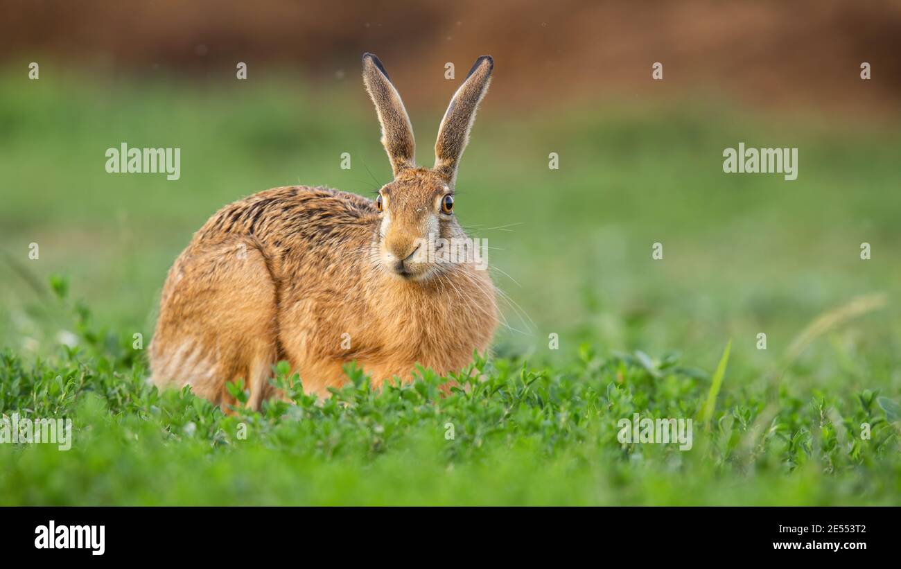 Brown hare staring from clover field in springtime nature Stock Photo ...