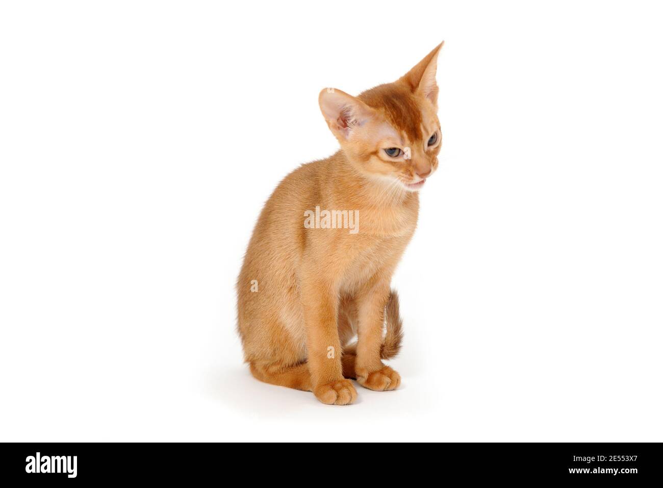 Abyssinian ginger kitten on a white background Stock Photo - Alamy