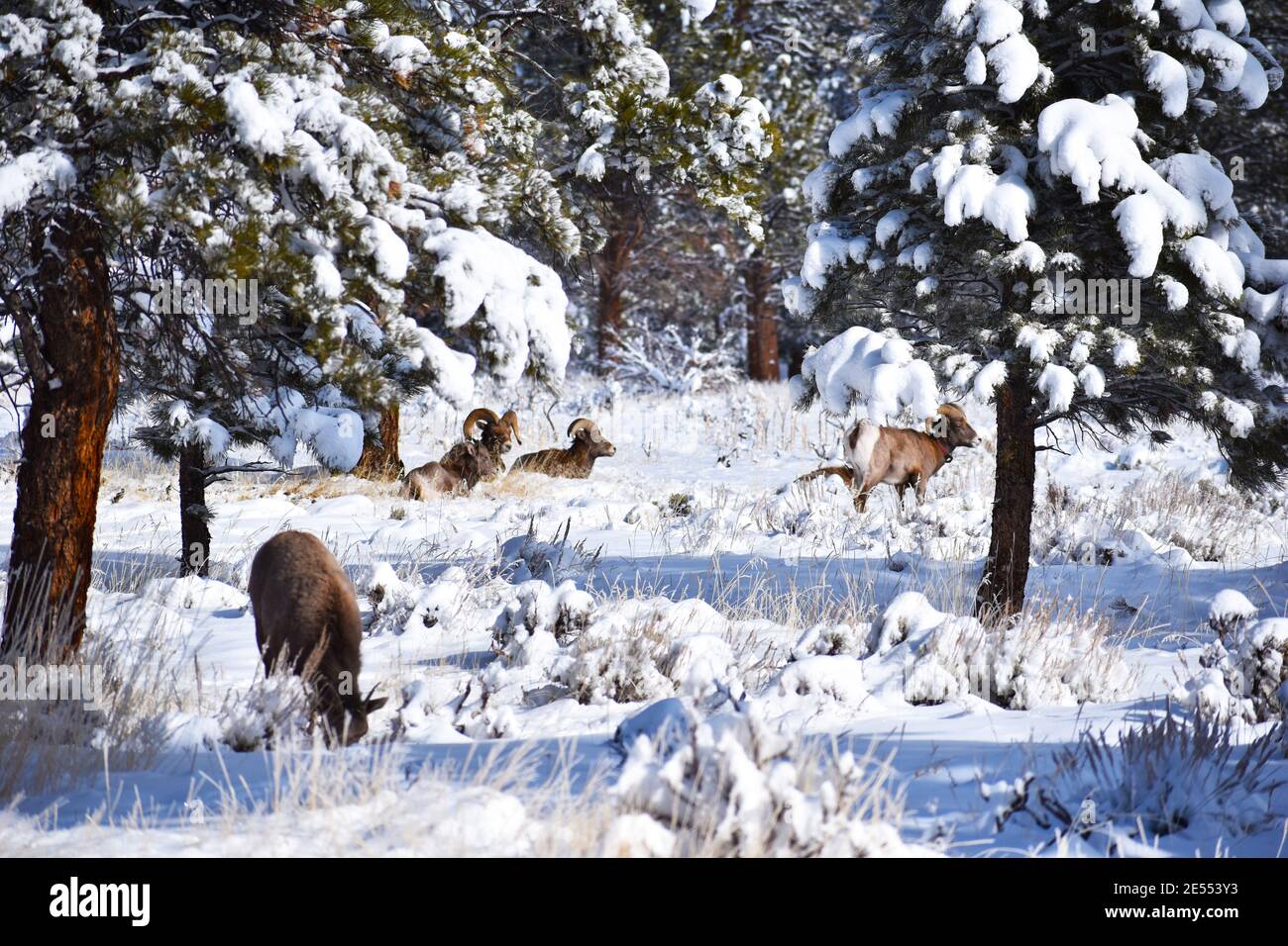 Flaming horn hi-res stock photography and images - Alamy