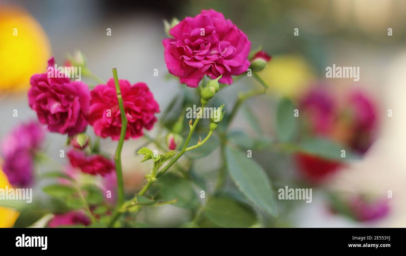 Aesthetic rose hi-res stock photography and images - Alamy