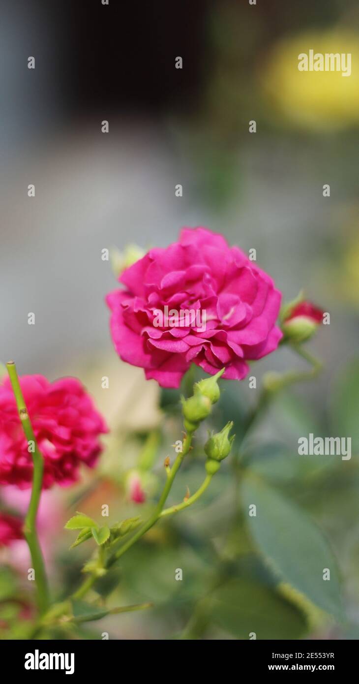 Aesthetic rose hi-res stock photography and images - Alamy