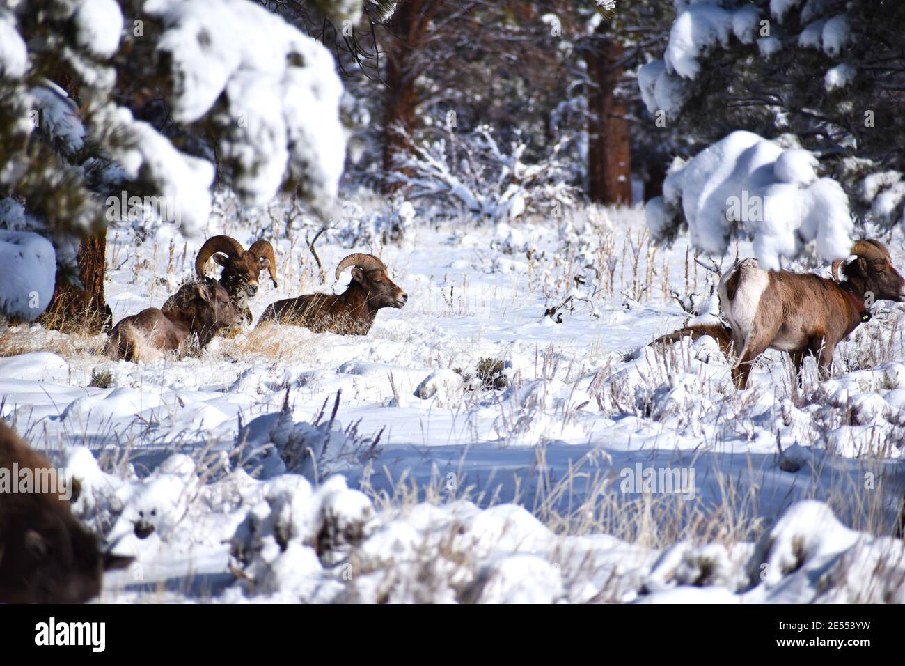 Flaming horn hi-res stock photography and images - Alamy