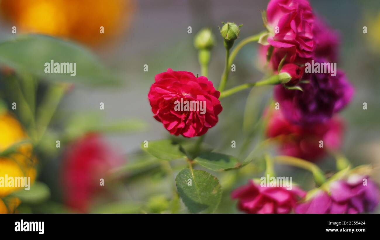 Aesthetic rose hi-res stock photography and images - Alamy