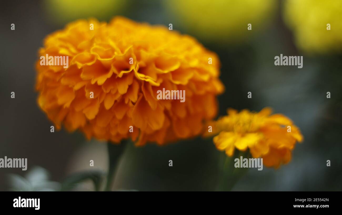 Marigold dreams hi-res stock photography and images - Alamy