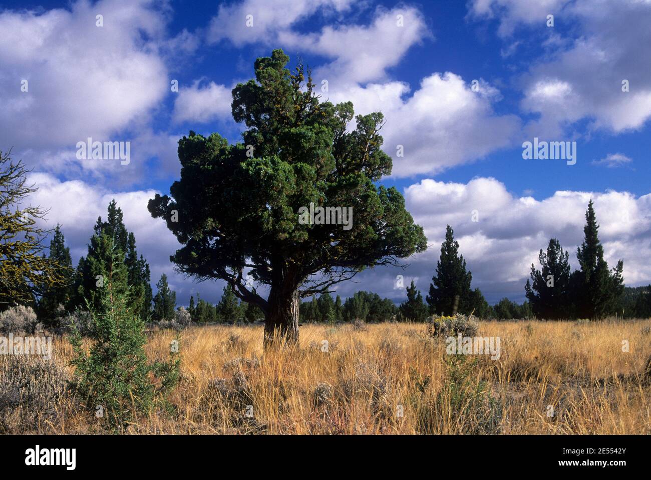 Western juniper (Juniperus occidentalis) grassland, Gerry Mountain ...