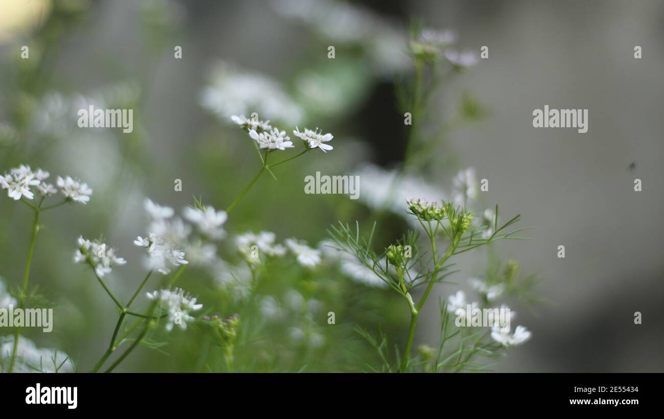 Coriander flower art hi-res stock photography and images - Alamy
