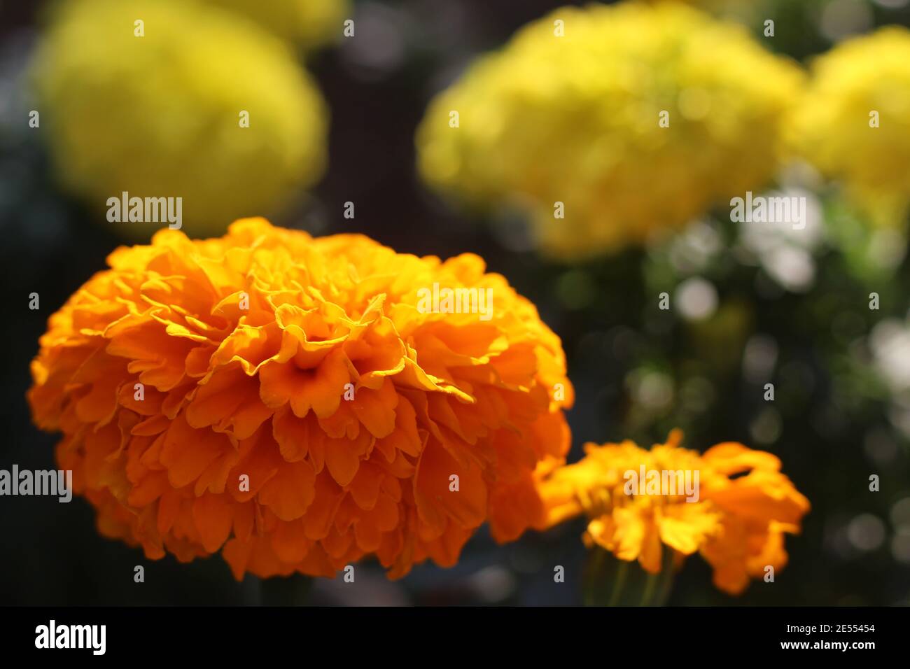 Marigold moment hi-res stock photography and images - Alamy