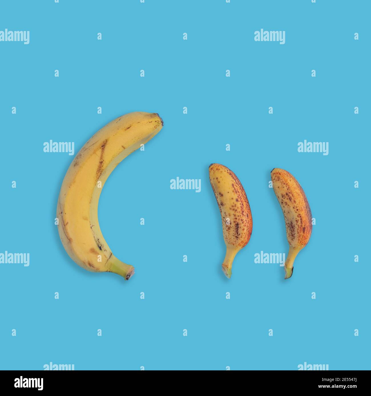 Vertical shot of one big and two smaller bananas on a blue background ...