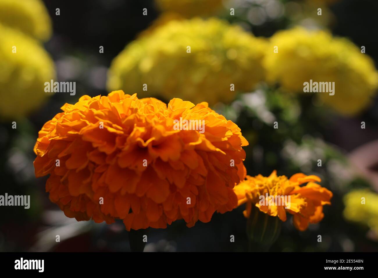 Flower in orange winter hi-res stock photography and images - Alamy