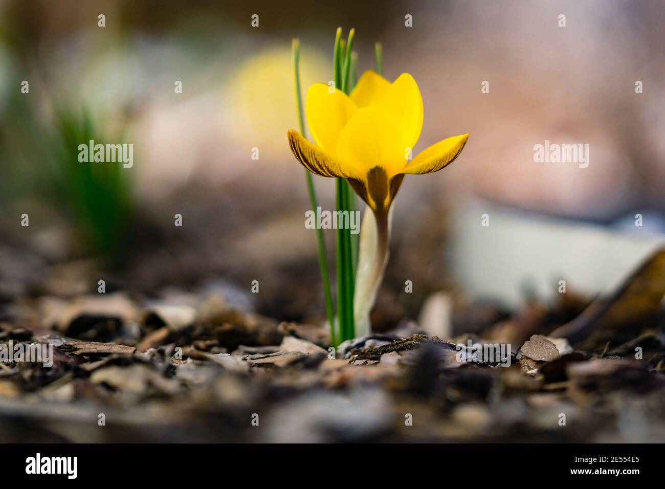 Single golden crocus blooming in the garden Stock Photo - Alamy