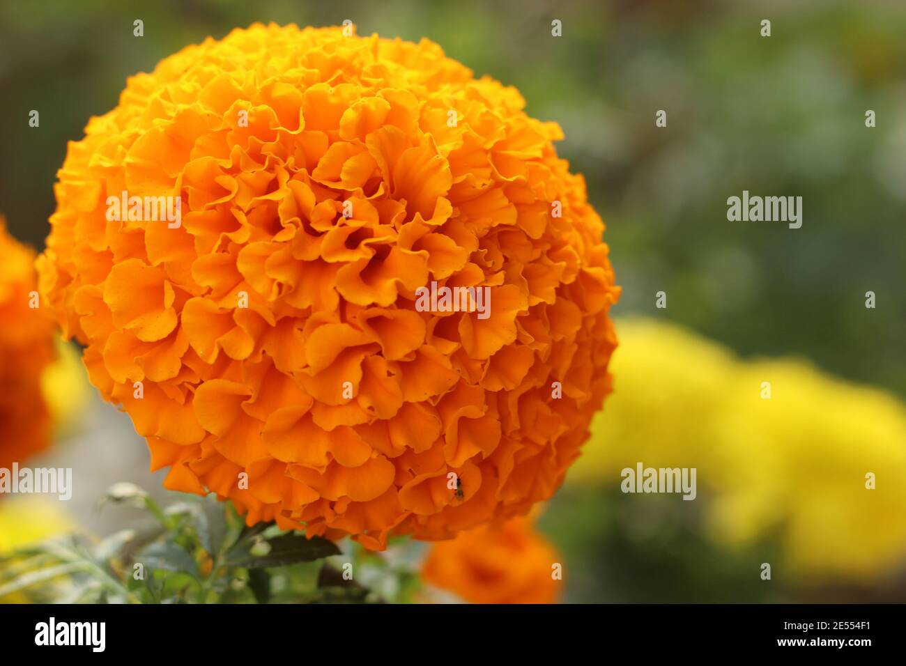Genda flower hi-res stock photography and images - Alamy