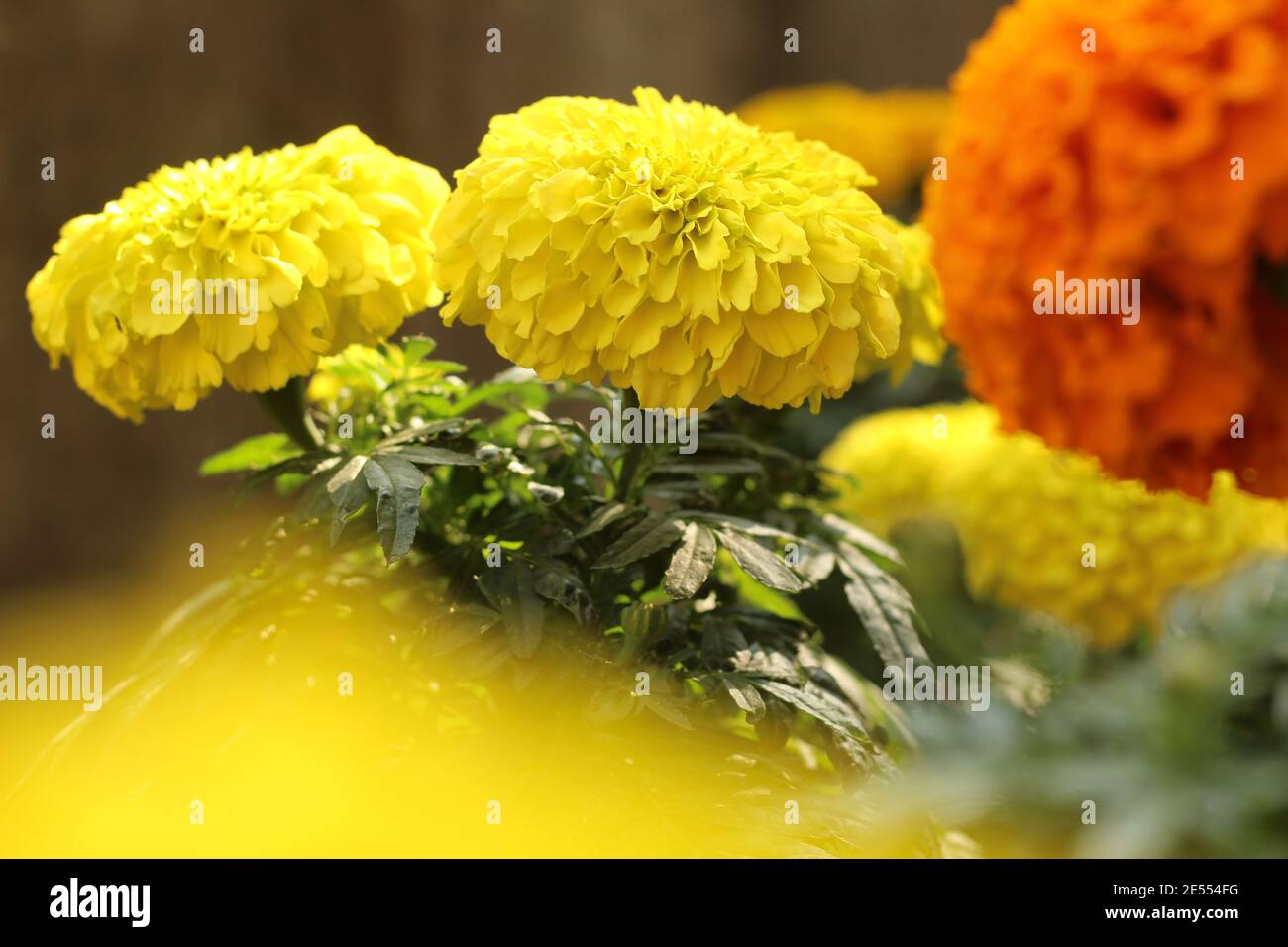 Yellow orange african marigold hi-res stock photography and images - Alamy