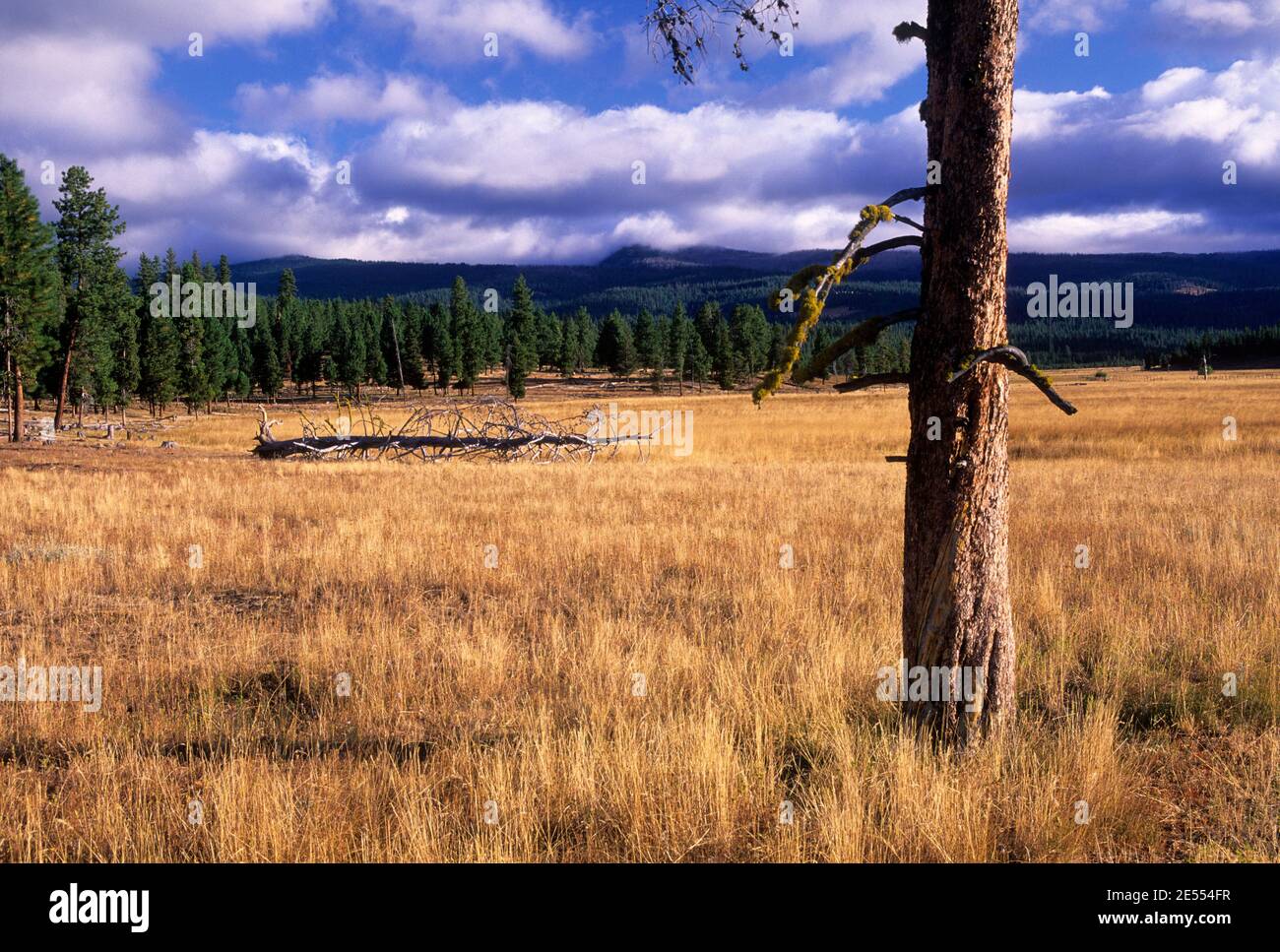 Logan Valley, Malheur National Forest, Oregon Stock Photo - Alamy