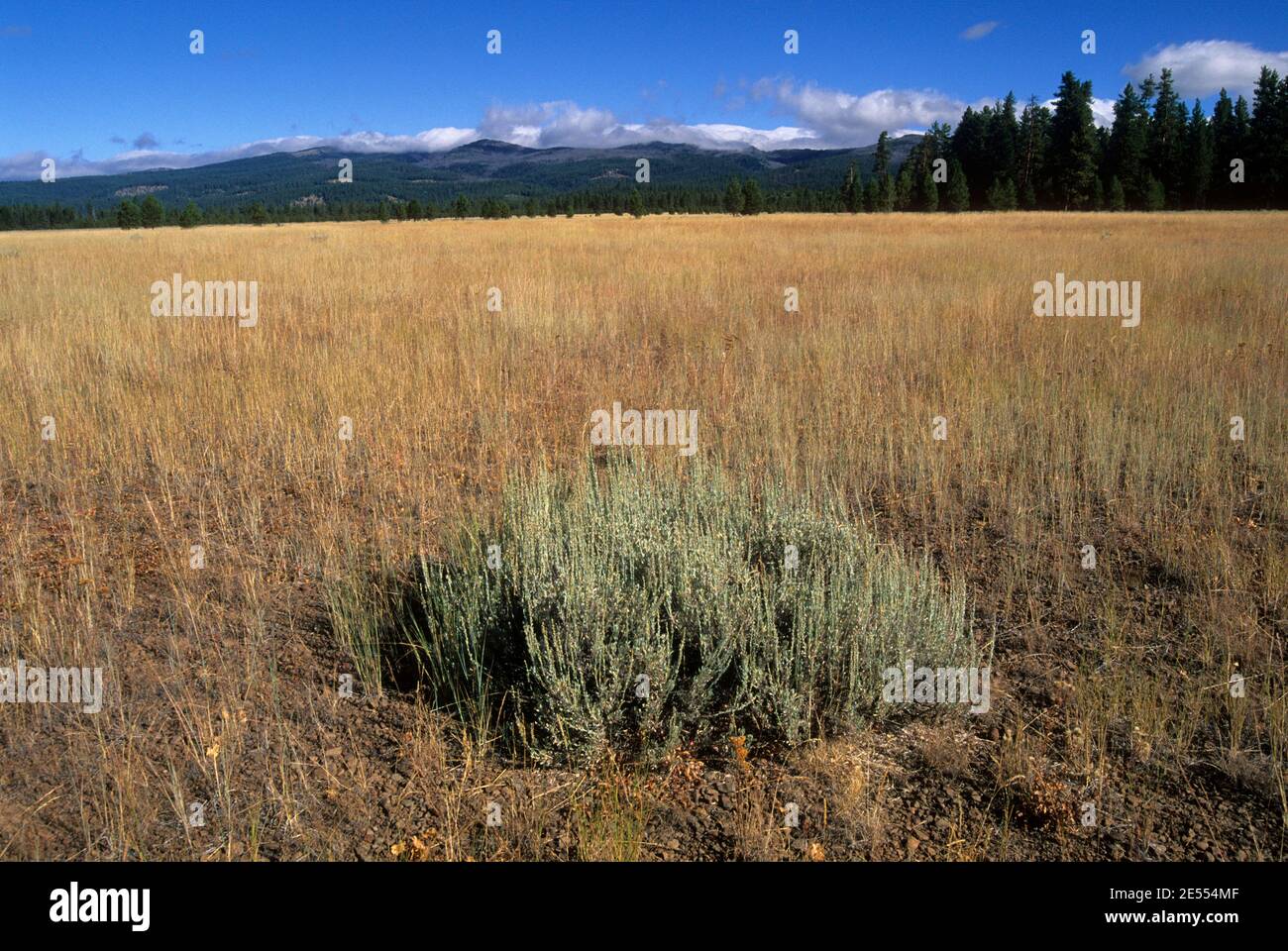 Logan Valley, Malheur National Forest, Oregon Stock Photo - Alamy