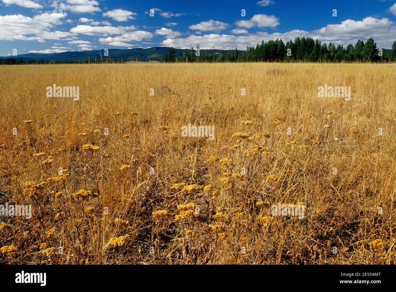 Logan Valley, Malheur National Forest, Oregon Stock Photo - Alamy