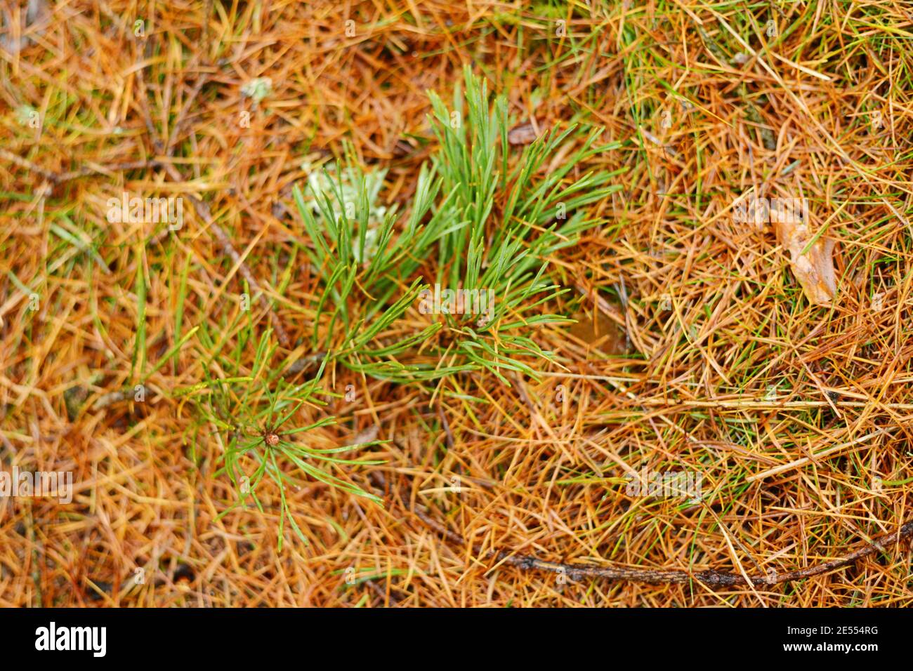 Fir tree needle on the ground structure background Stock Photo - Alamy