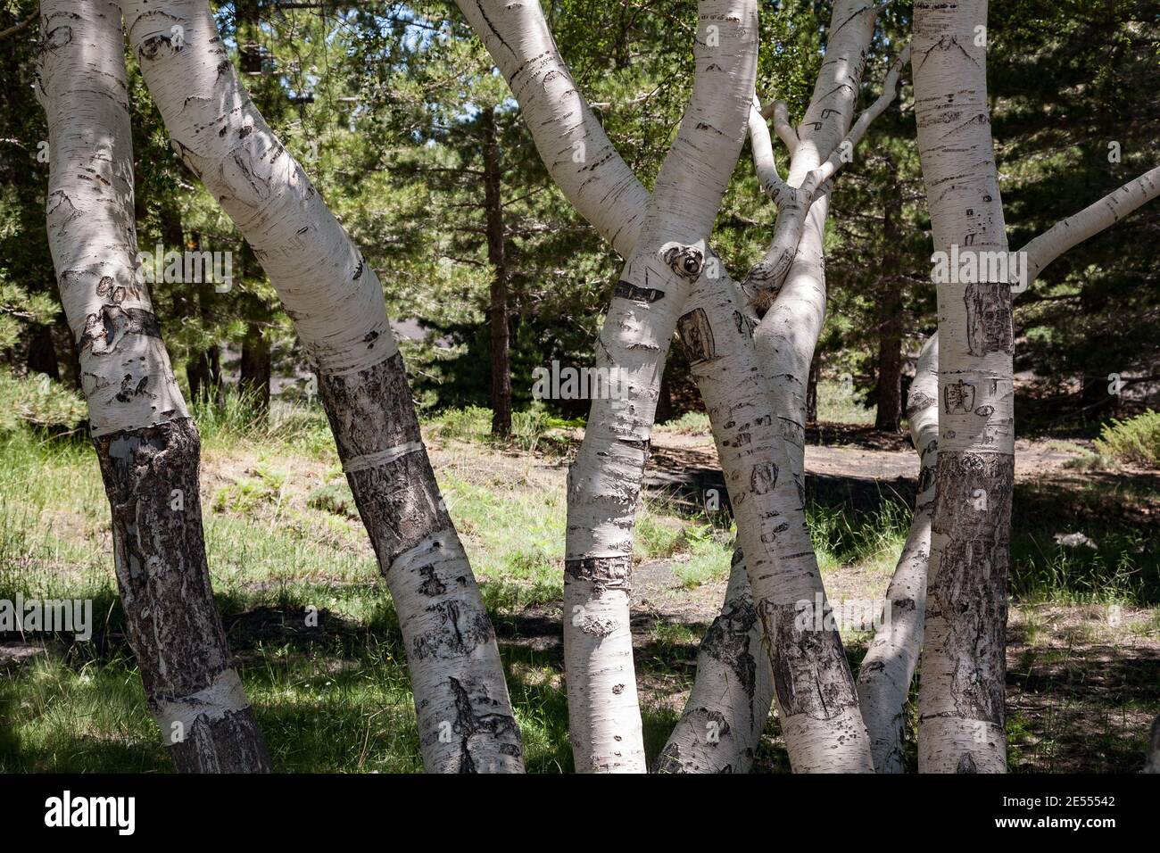 Birch tree trunks on the eastern slope of Mount Etna volcano, Sicily ...