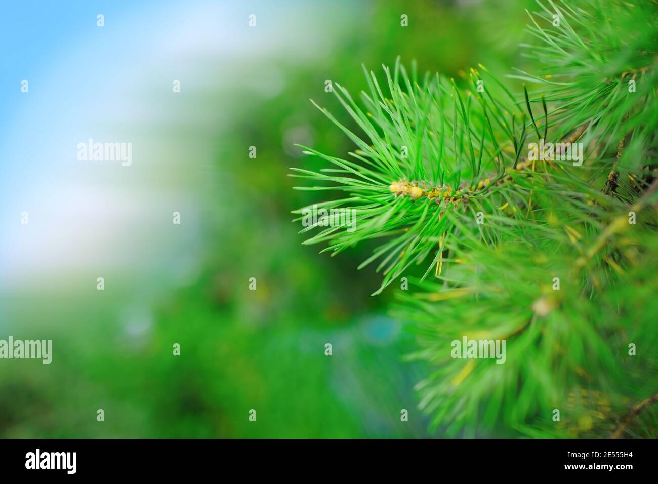 Coniferous tree hi-res stock photography and images - Alamy