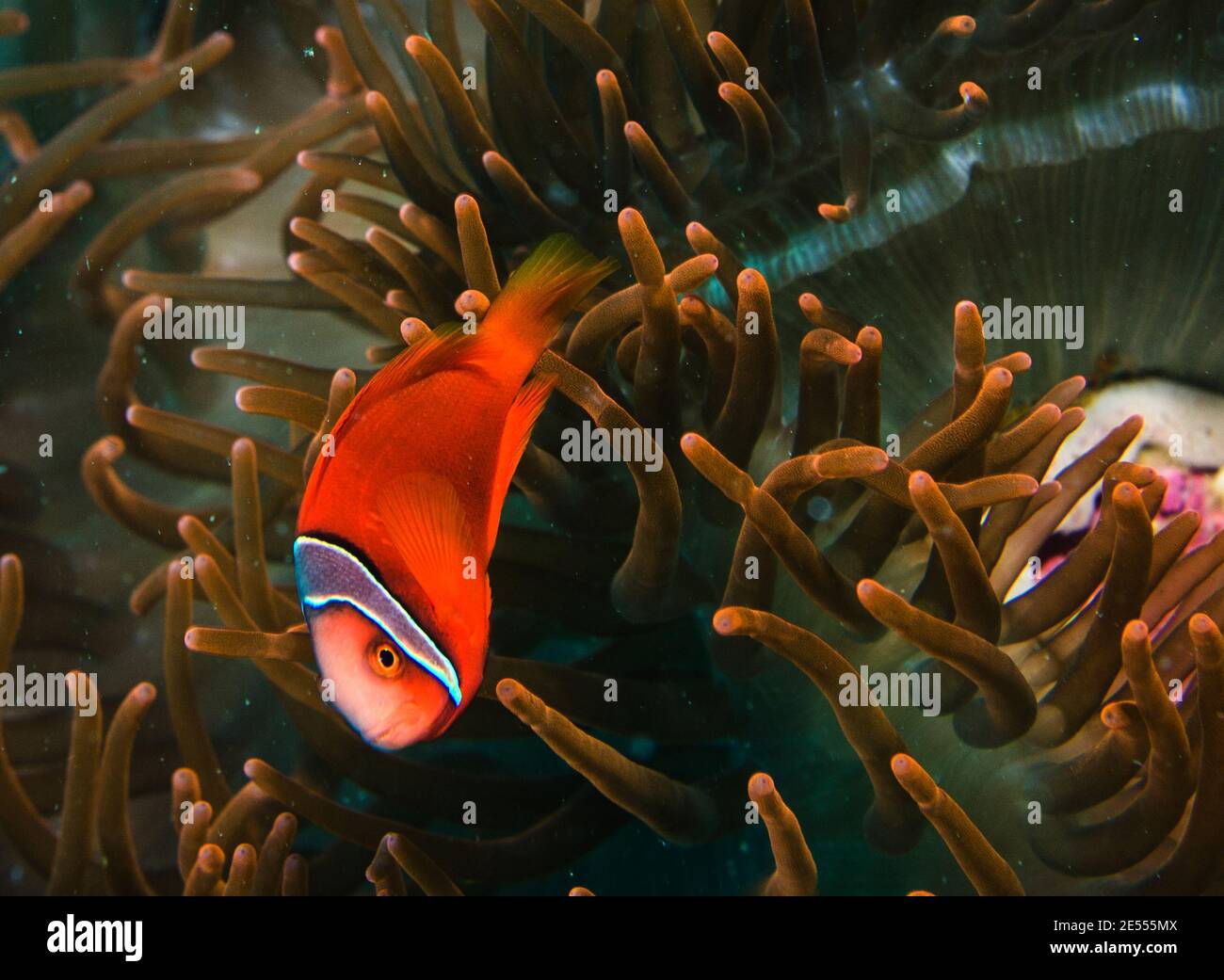 A red clown fish in its actinia Stock Photo - Alamy