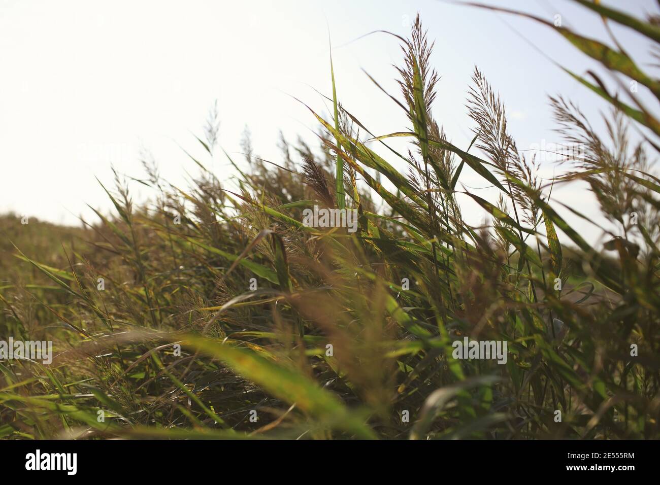 Grassy steppe hi-res stock photography and images - Alamy